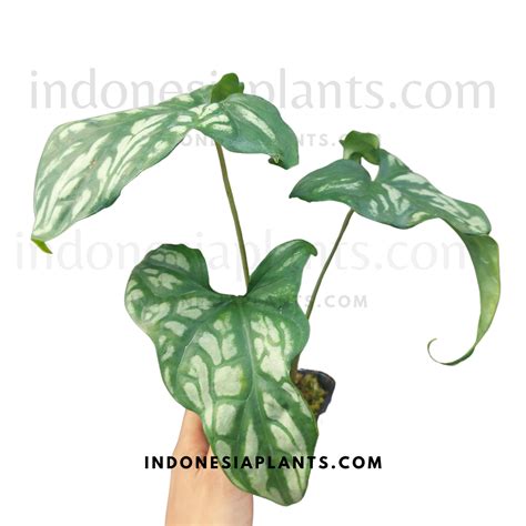 Cercestis Mirabilis Indonesiaplants
