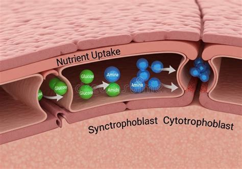Cross Sectional Diagram Of Placental Tissue Illustrating Nutrient