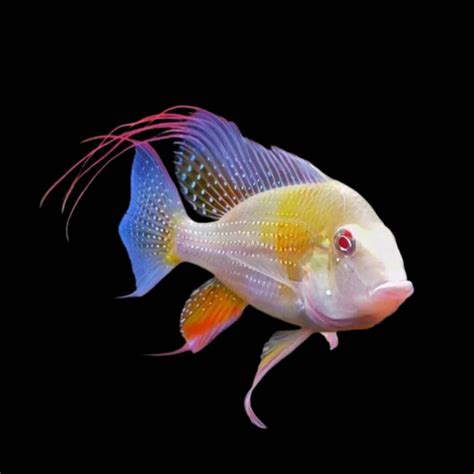 Albino Threadfin Acara