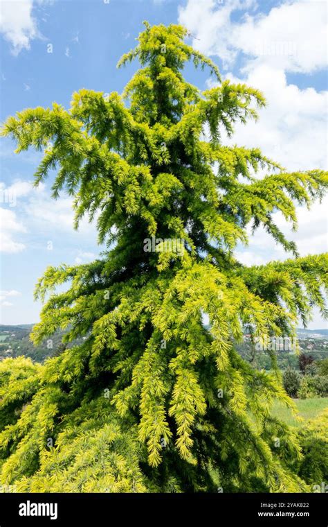 Himalayan Deodar Cedar Tree Cedrus Deodara Aurea Golden Yellow Spring