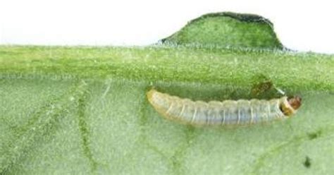 양산시 외래 해충 토마토 뿔나방 확산 경보시 철저한 방제 당부