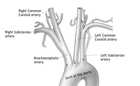 Locomotor Neurovascular Supply To The Upper Limb Flashcards Quizlet