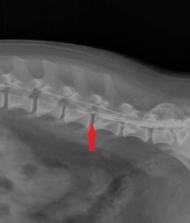 Back Surgery For Ivdd Advanced Veterinary Care