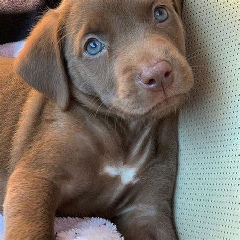 This Cute Pupper 🐶 Rcute This Cute Pupper 🐶 Rcute