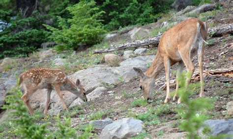 Crater Lake Wildlife Alltrips