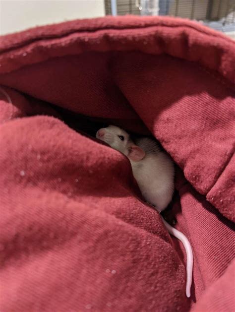Is She Just A Timid Rat My Bubba Rat Kleo Is The Only One Who Doesnt