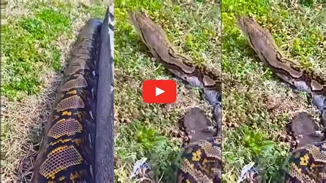 Giant Python Snake Leaving Video Goes To Viral Giant Python Video