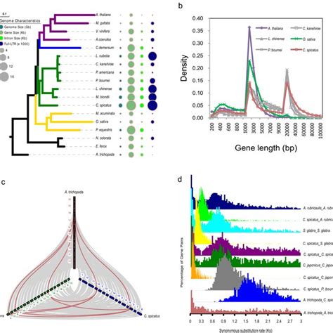 Evolution And Expansion Of Terpene Synthase Genes And Contraction Of R
