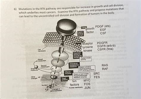 Solved 6 Mutations In The Rtk Pathway Are Responsible For