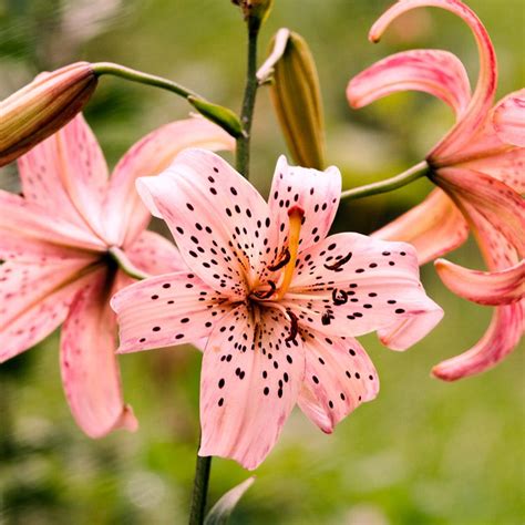 Pink Tiger Lily Flower Pink Tiger Lily Artificial Flower Sprays Bundle