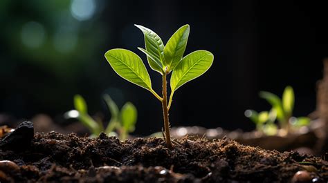 🌱 how to find the seed in a midjourney image