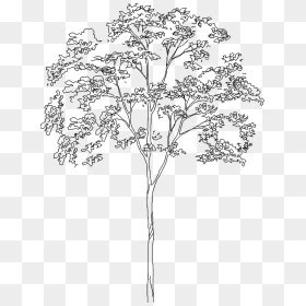Vector Tree Elevation Png Transparent Png Vhv