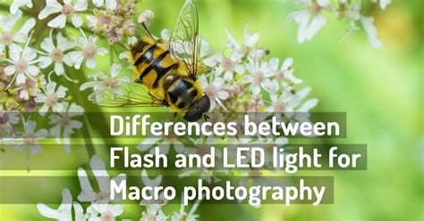 Using A Flash For Macro Photography At Steven Trinkle Blog