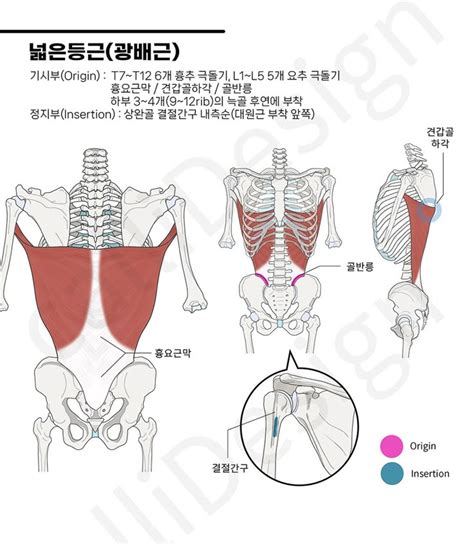 의학그림 메디컬 일러스트 Callidesign On Instagram 함께근육공부 시즌2 근육별기시정지 넓은등근광배근