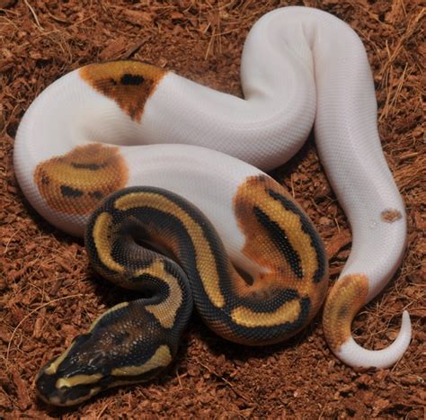 Pied Het Candy Sale Ball Python By Sixth Sense Exotics