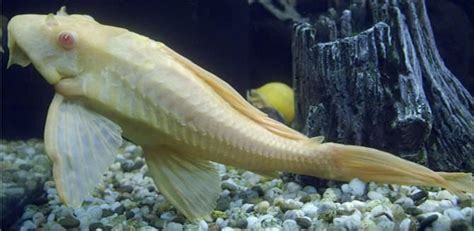 Albino Bristlenose Pleco Detailed Guide Care Diet And Breeding Shrimp And Snail Breeder