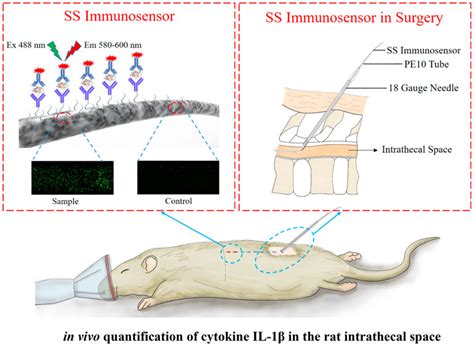 Intrathecal Injection Mouse