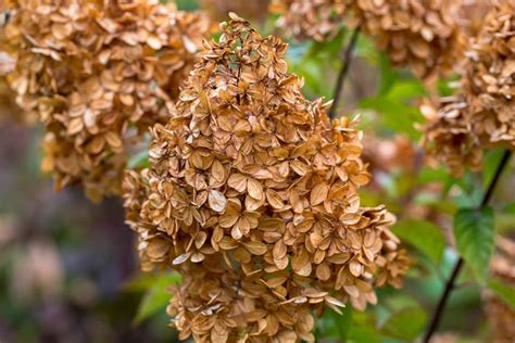 Should You Cut Your Hydrangeas If The Flowers Die