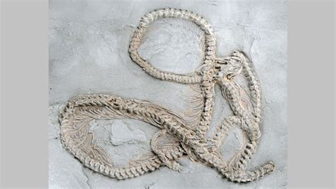 World S Oldest Python Fossil Unearthed Live Science