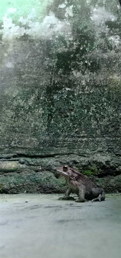 The Story Of The Ugly Frog By Zainab Jul 2024 Medium