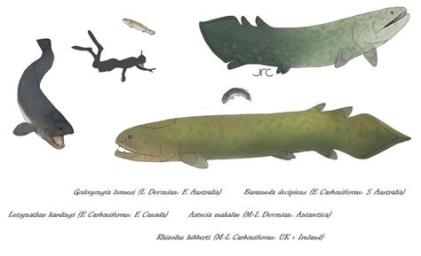 Carboniferous Freshwater Fish 30 Of The Most Epic New Freshwater Fish