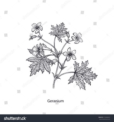Geranium Flower Drawing