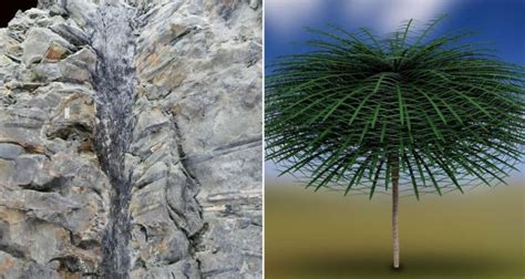 These Prehistoric Fossilized Trees Unearthed In Canada Are Straight Out Of A Dr Seuss Book