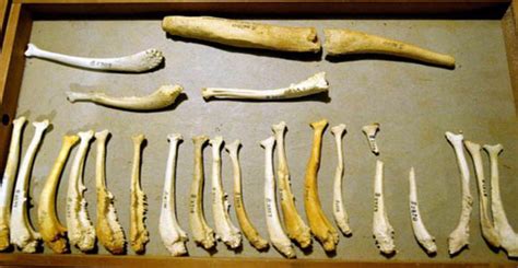인간 수컷만 성기 뼈가 없는 이유는 무엇일까 오펀 디스커스