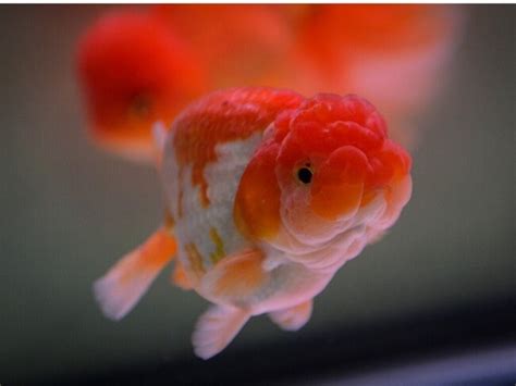 Cá Ranchu Mini Giá Bao Nhiêu Tiền Mua Bán ở đâu Rẻ