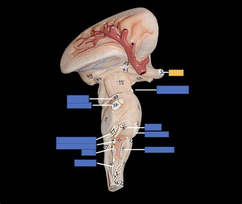Unit 1 Cranial Nerves Side View Diagram Quizlet