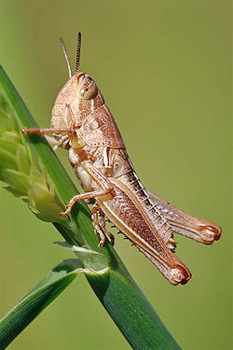 Grasshopper Understanding And Definition Of Grasshopper Food Grasshopper