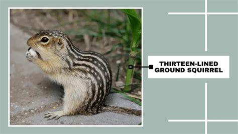 25 Types Of Squirrels Identification With Pictures