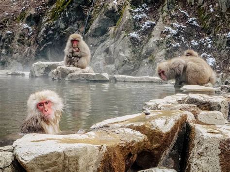 Snow Monkeys At Jigokudani Monkey Park In Nagano Japan Ck Travels