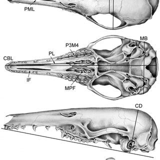 Pdf A New Species Of Shrew Opossum Paucituberculata Caenolestidae