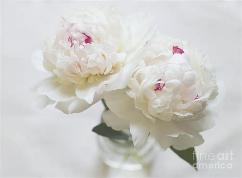 White Peonies Photograph By Tracy Kavanaugh Fine Art America