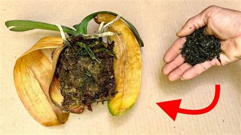 Unexpectedly It Works Fast For All Orchids With Rotten Leaves And Root
