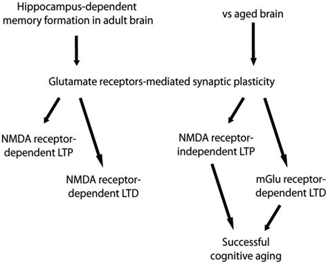 Memory Formation And Synaptic Plasticity In Adult Versus Aged Rat