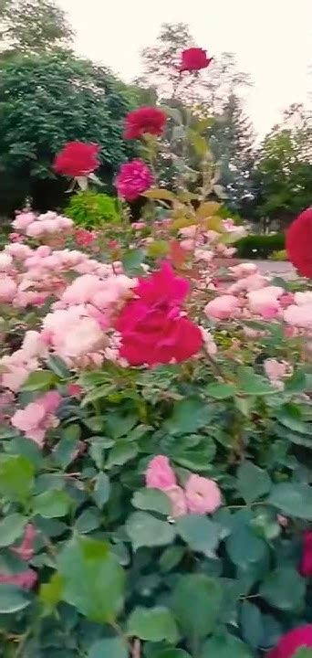 اجمل انواع الورد Youtube