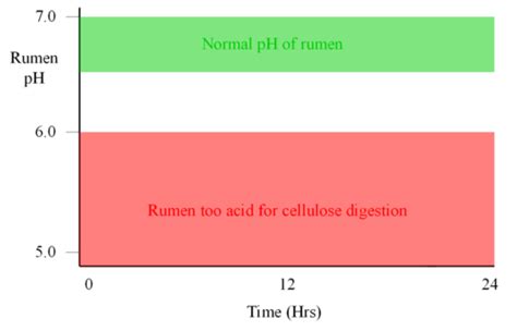 Rumen Fermentation Flashcards Quizlet