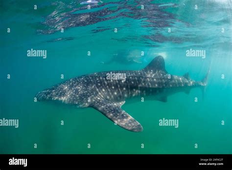 Whale Shark Rhincodon Typus And Tourist La Paz Sea Of Cortez Gulf