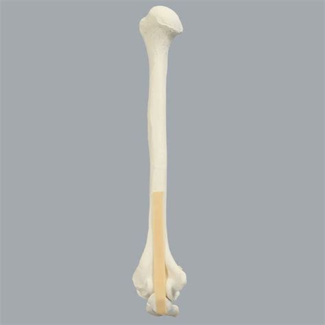 Ulna Humerus Radius Ulna Humerus Diagram Quizlet