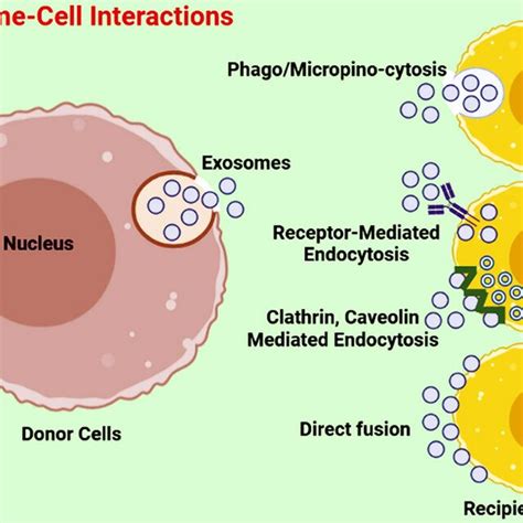 Interaction Of Exosomes With Recipient Cells Once Exosomes Are Download Scientific Diagram