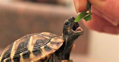 Turtles Are Reptiles Of The Order Testudines Characterized By A Special