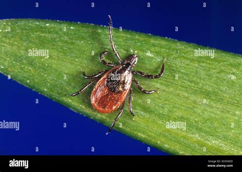 File This Undated Photo Provided By The Us Centers For Disease