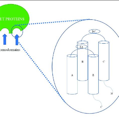 Summery Of Functional Classification Of Human Bromodomain Protein