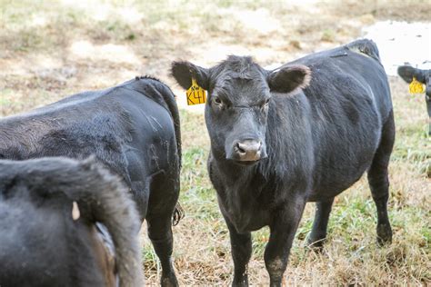 Leading The Herd Read V3