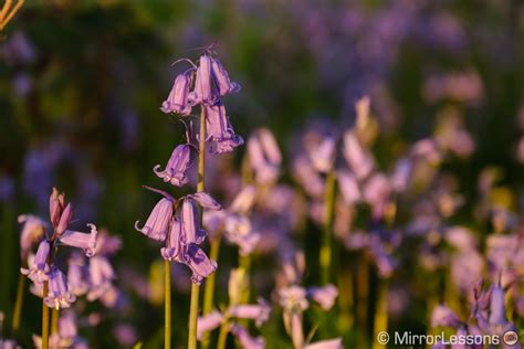 Gallery Of Fujifilm X T30 Sample Images Raw And Sooc S Mirrorless