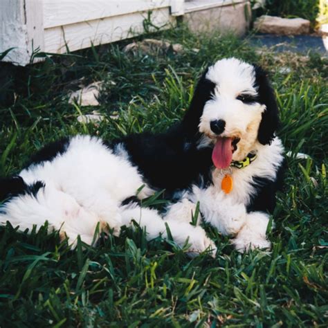 Texas Sheepadoodle Breeder Sheepadoodle Puppies For Sale San Antonio