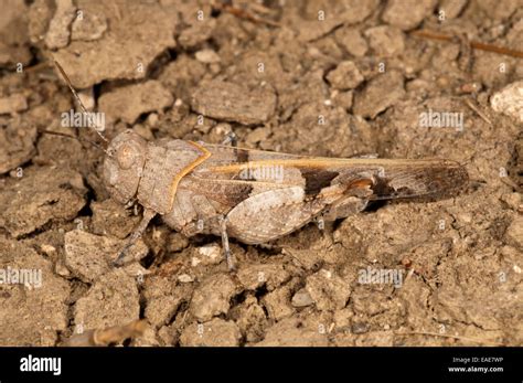 Slender Blue Winged Grasshopper Sphingonotus Caerulans Rhodes