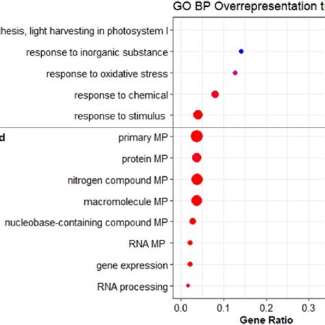 Go Overrepresentation Test For The Degs Resulting From Niber® In